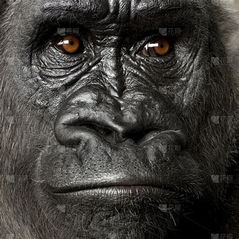 年轻的银背大猩猩素材 花瓣网