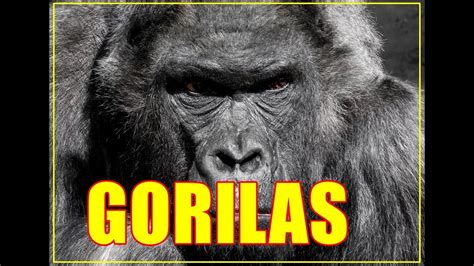 Gorilas Youtube