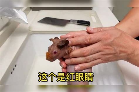 两只大猪洗完了，今天在洗两只小猪，小黑猪的皮是真亮皮是真