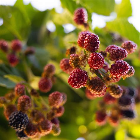 Mulberry Fruits Plant And Tree — Saharanpur Nursery
