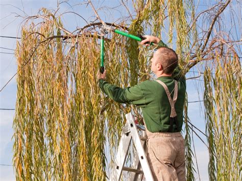 Trimming A Weeping Willow How And When To Prune Weeping Willows