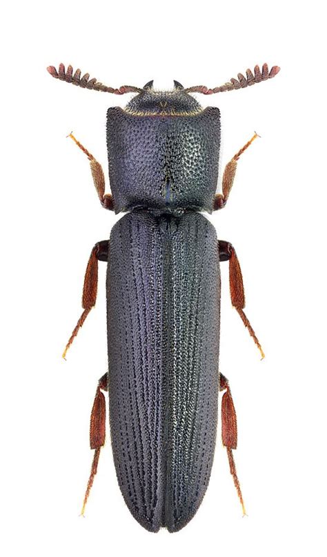 Melasis Buprestoides Eucnemidae False Click Beetles