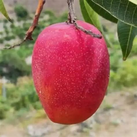 Choose The Taiwan Red Mango Plant For Its Bright Red Skin And Sweet Juicy Fruits Thrives In