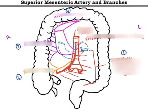 Superior Mesenteric Artery And Branches Diagram Diagram Quizlet