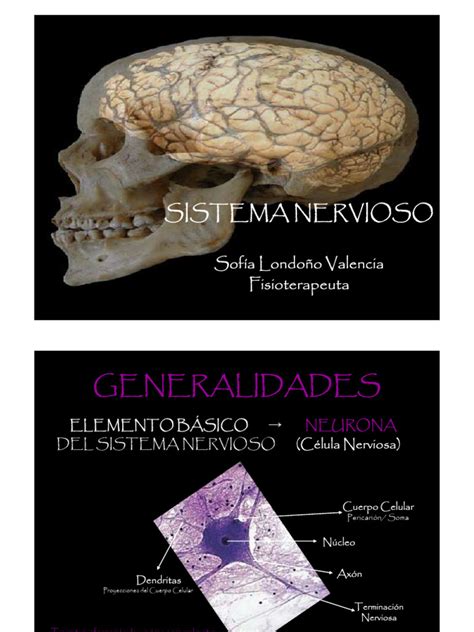 Guía Del Sistema Nervioso Pdf Sistema Nervioso Central Neurona