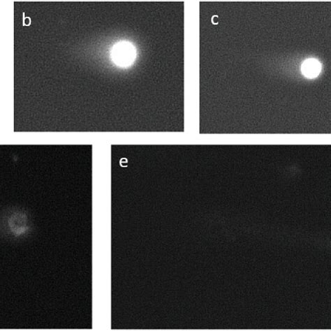 Commet Assay Performed In Hep 2 Cell Line Dna Damage Levels A 0
