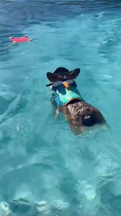 正在给家里那只爱游泳的柯基犬建专属泳池 柯基 Youtube