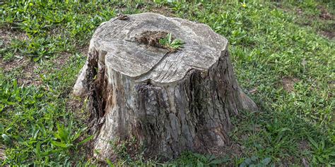 How To Get Rid A Tree Stump Safe And Efficient Ways