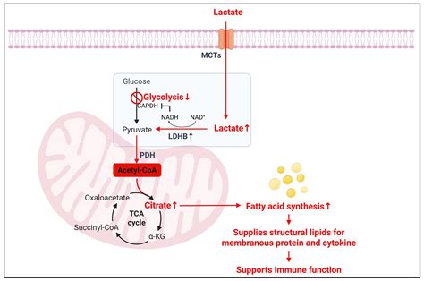 The Role Of Lactate In Immune Regulation A Metabolic Rheostat Via Transporters Receptors And