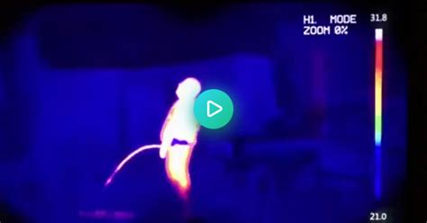 Farva Album On Imgur