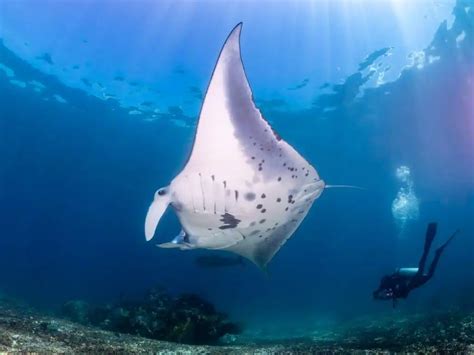 Buceo Con Mantas En Komodo Explora El Parque Nacional Con Dragon Dive