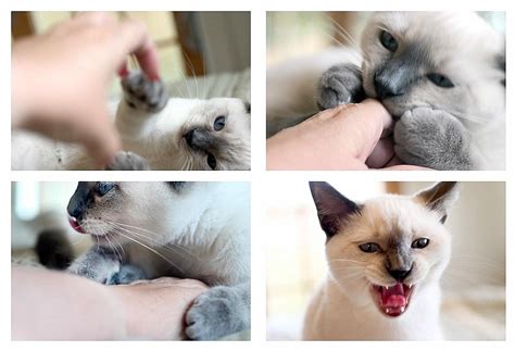 Vampire Kitty R Vampurr