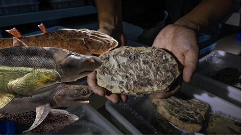 New Findings Rewrite The Evolutionary Story Of “fish To Human”