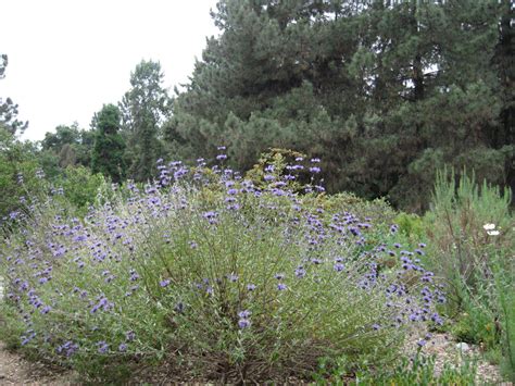 Mother Natures Backyard A Water Wise Garden Plant Of The Month