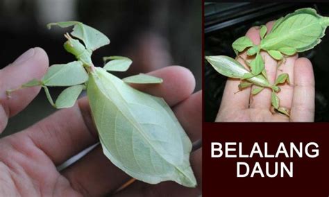 Belalang Daun Keunikan Dan Peranannya Dalam Ekosistem