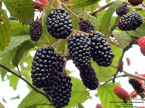 Dewberry