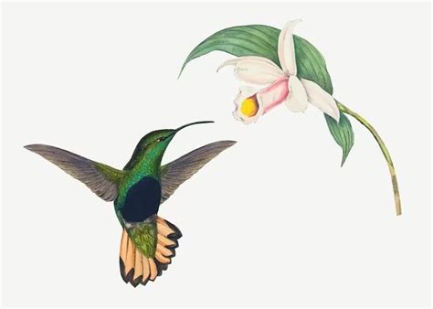 What Is The Taxonomic Classification Of The Hummingbird Hummingbird101