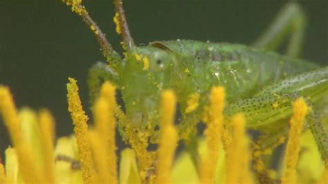 17 Katydid Flowers Stock Videos Footage And 4k Video Clips Getty Images