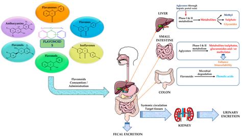 Flavonoids Overview Of Biosynthesis Biological Activity And Current
