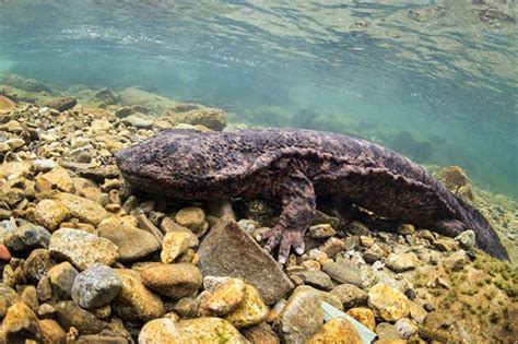 Japanese Giant Salamander Facts Size Lifespan Diet And Pictures