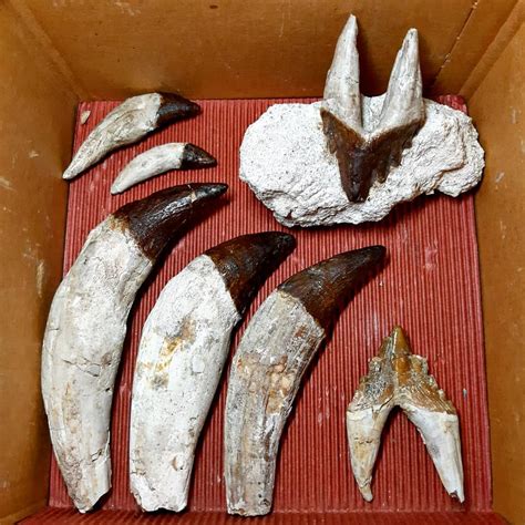 Basilosaurus Teeth From The Priabonian Eocene Of Dakhla Area In