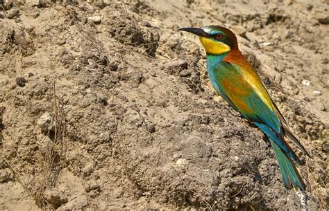 Bee Eater Bird Perched Free Photo On Pixabay