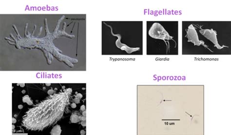 Biol 230 Lab 19 Parasitology Flashcards Quizlet