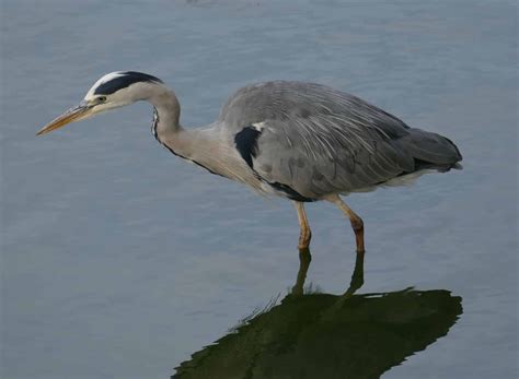 11 Different Types Of Herons In Michigan Rkraftysprouts