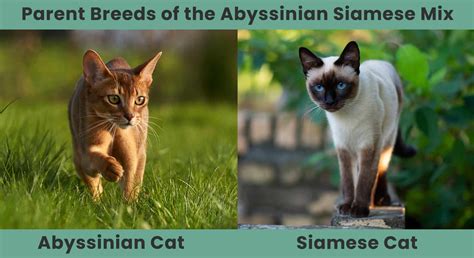 Abyssinian Siamese Combine Photos Care Information Temperament