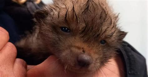 Tiny Fox Cub Found ‘lifeless And Soaking Wet On Scots Railway Line