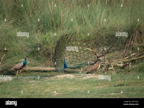 A Pair Of Peacocks On A Grassy Field With Fallen Tree Branches Stock