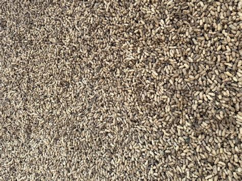 Premium Photo Raw Penuts Close Up Image