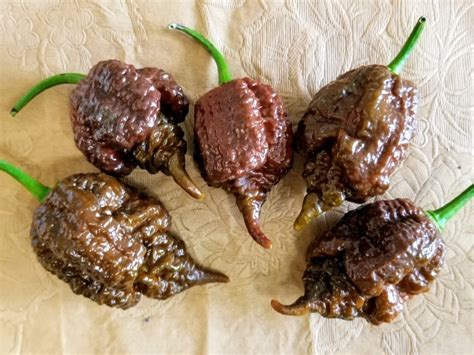 Hot Pepper ‘big Black Mama Seeds Naturally Grown Garden Hoard