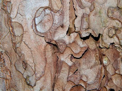 近距离观察树枝上的松果