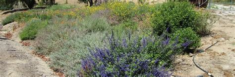 Pollinator Conservation Survey Uc Agriculture And Natural Resources