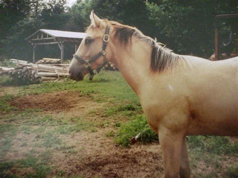 Oryan By Redcherry20 On Deviantart