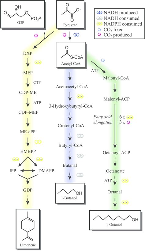 Heterologous Pathways To Biofuels In Synechocystis Blue Fermentative