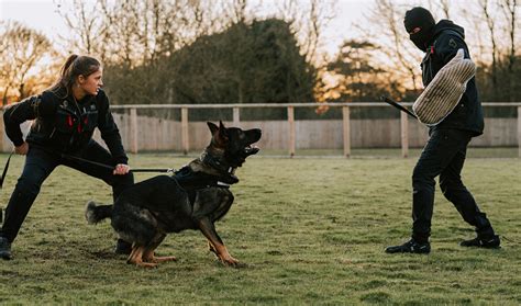 Dog Protection Training Prices At Kristian Christenson Blog