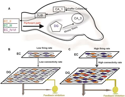 Frontiers A Computational Model Of Pattern Separation Efficiency In