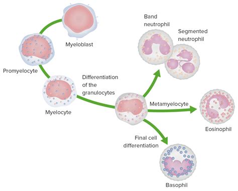 Myeloid Cell Lineages What Is A Myeloid Cell Mckx