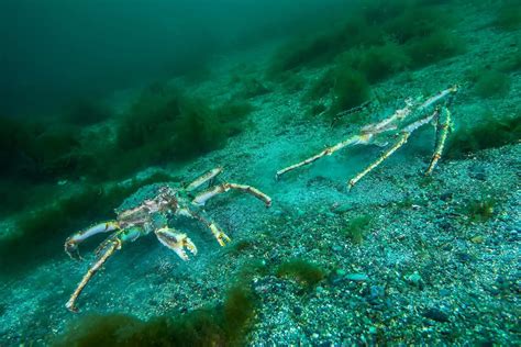 Kongekrabbe Store Norske Leksikon
