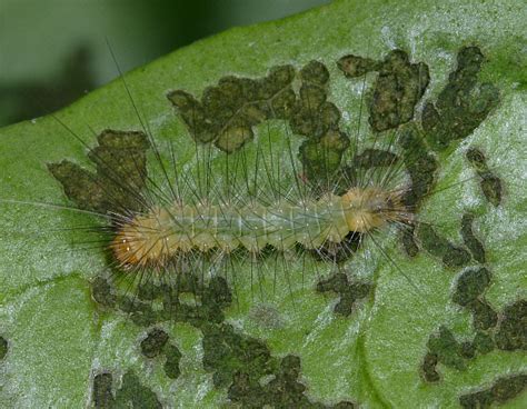 Larva Hatching Feeding And Development Learn Butterflies