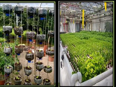 Hydroponics Ppt