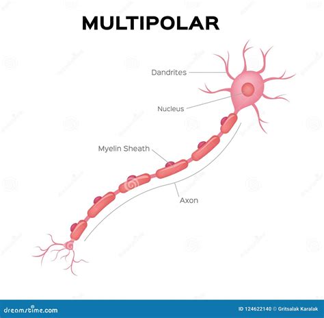 Neuron Multipolar Anatomy Infographic Stock Vector Illustration Of Dendrites Health 124622140