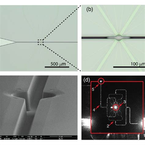 Fiber To Chip Transmission T As A Function Of The Waveguide Width W Exc Download Scientific