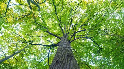 14 Types Of Elm Trees And How To Identify Them American Gardener