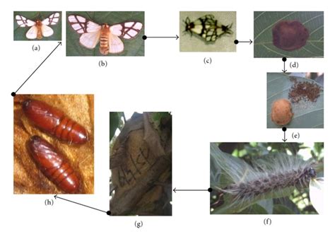 Silk Moth Life Cycle
