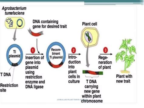Plant Genetic Engineering Basic Steps Advantages And Disadvantages Pptx