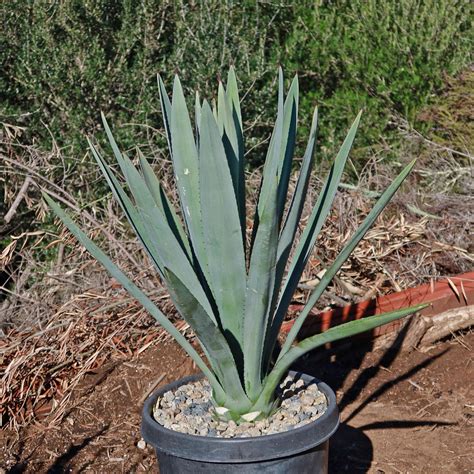 Shop Blue Agave Tequila Plant Agave Tequilana Care And Info