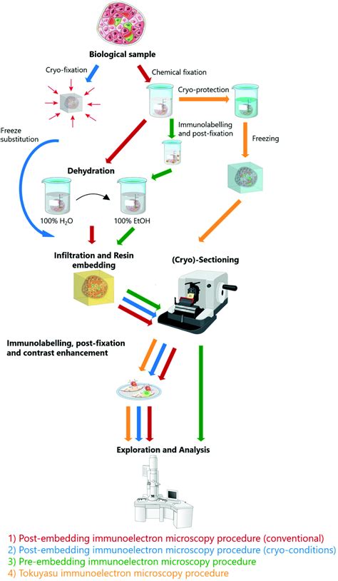 Electron Microscope With Labels